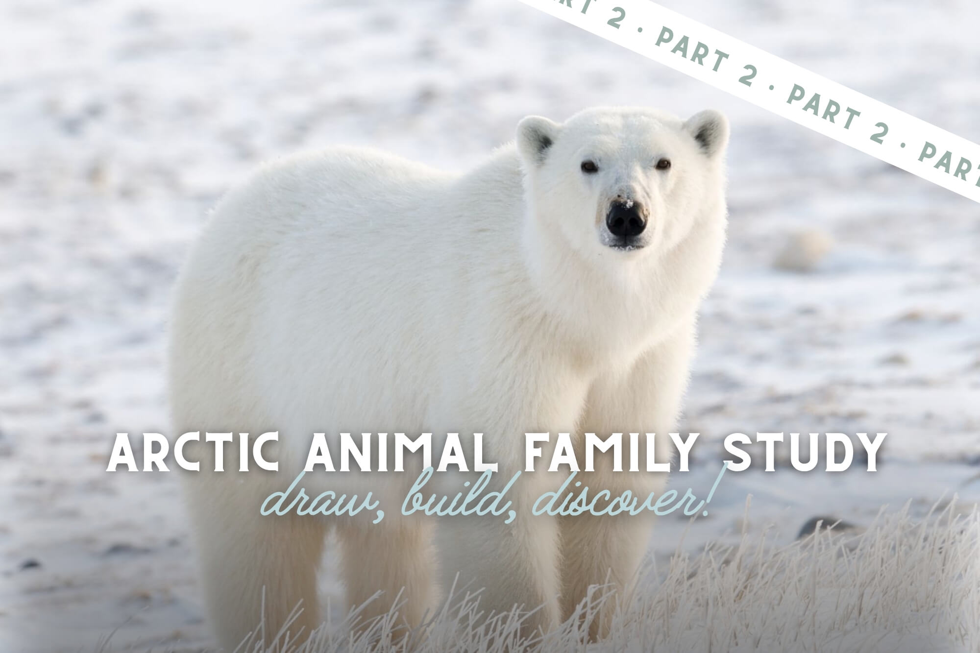 Draw, Build, Discover! Arctic Animal Family Unit Studies (Part 2 ...